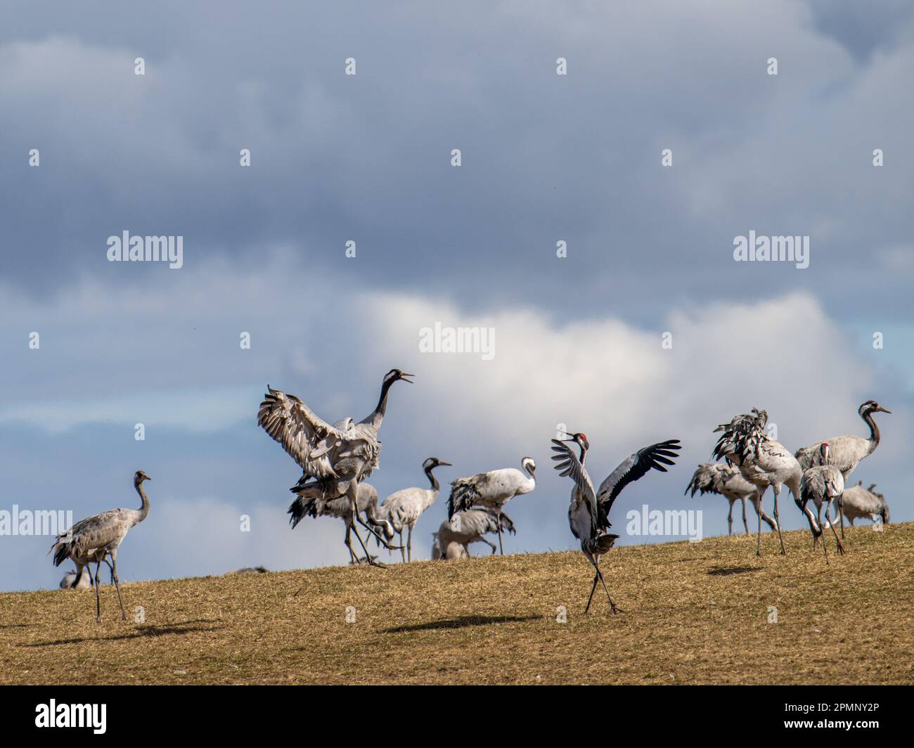 Migrating Common Cranes at Lake Hornborga during spring in Sweden. The ...