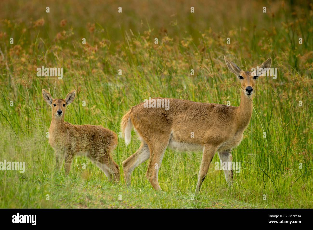 Portrait of a young Reedbuck and mother (Redunca sp.) in the grassland ...