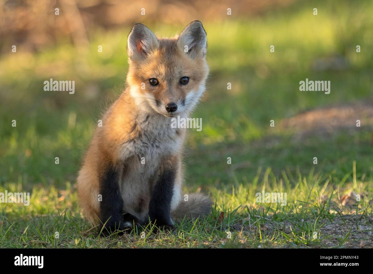 Portrait of a Red fox kit (Vulpes vulpes); Mystic, Connecticut, United ...