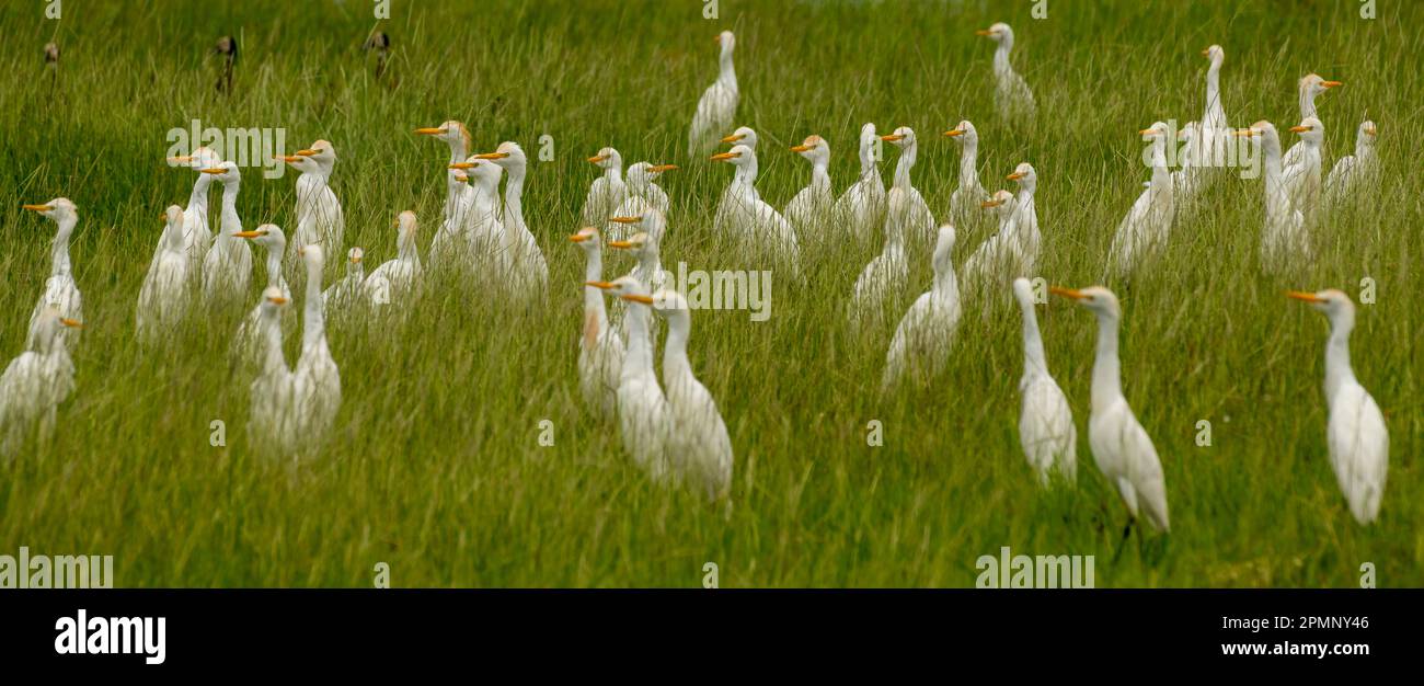 Large flock of Cattle egrets (Bubulcus ibis); Okavango Delta, Botswana ...
