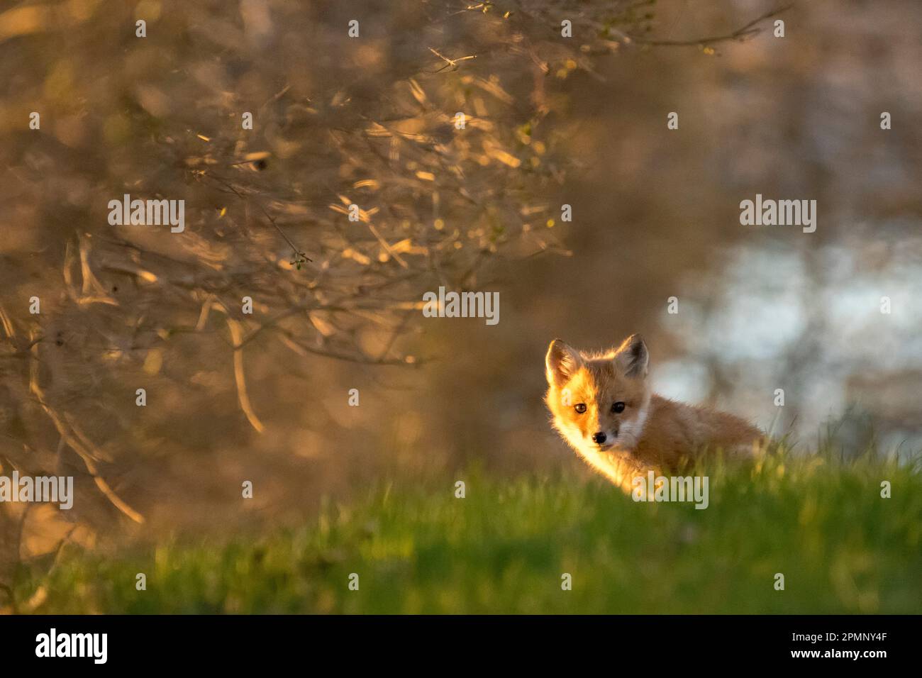 Kit foxes hi-res stock photography and images - Alamy