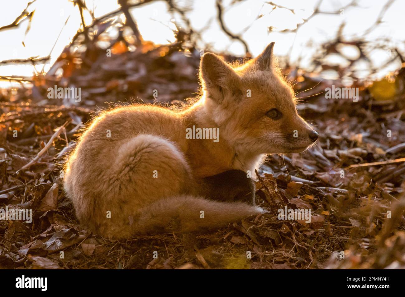 Fox lying down hi-res stock photography and images - Alamy