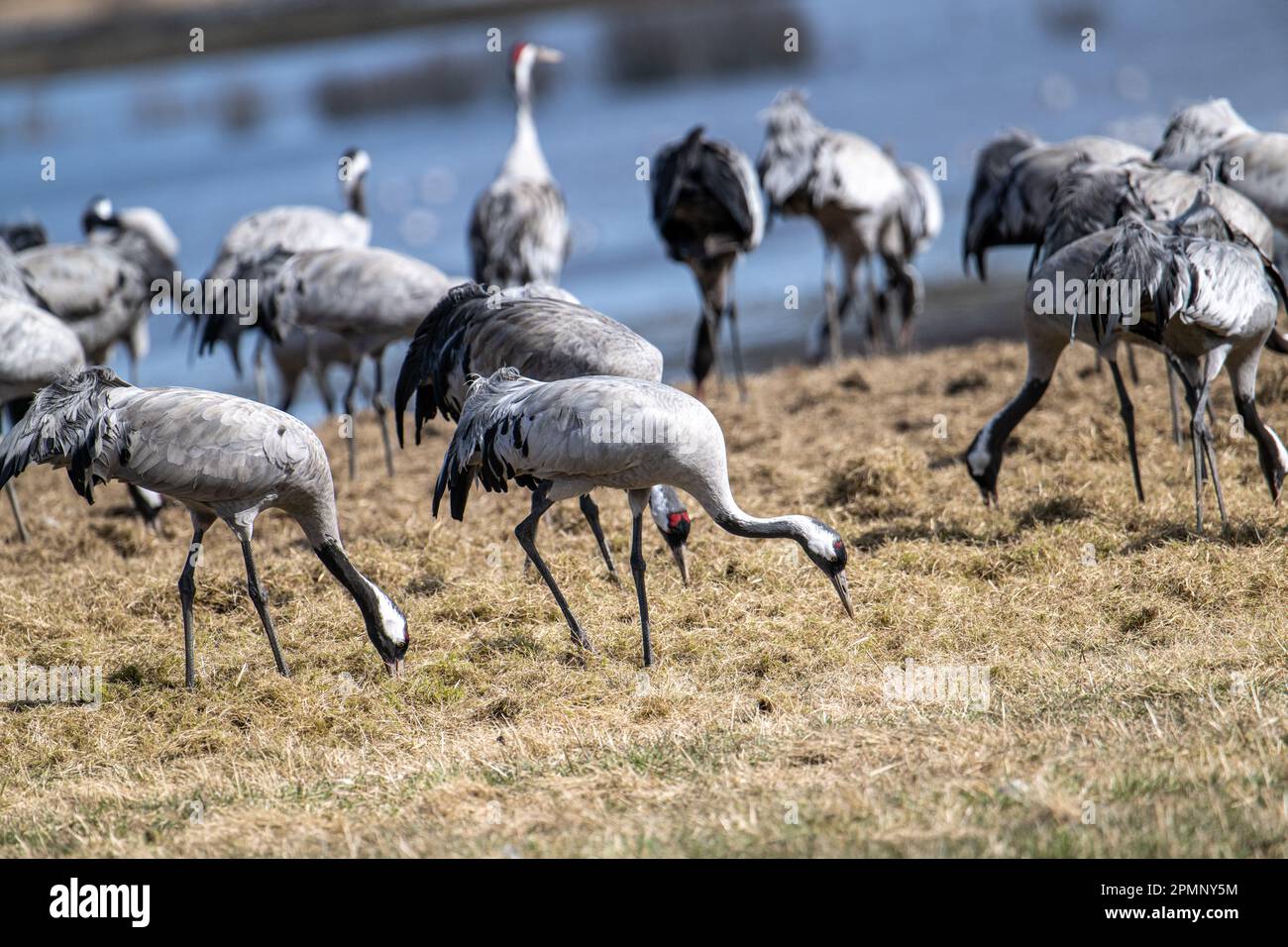 Migrating Common Cranes at Lake Hornborga during spring in Sweden. The ...