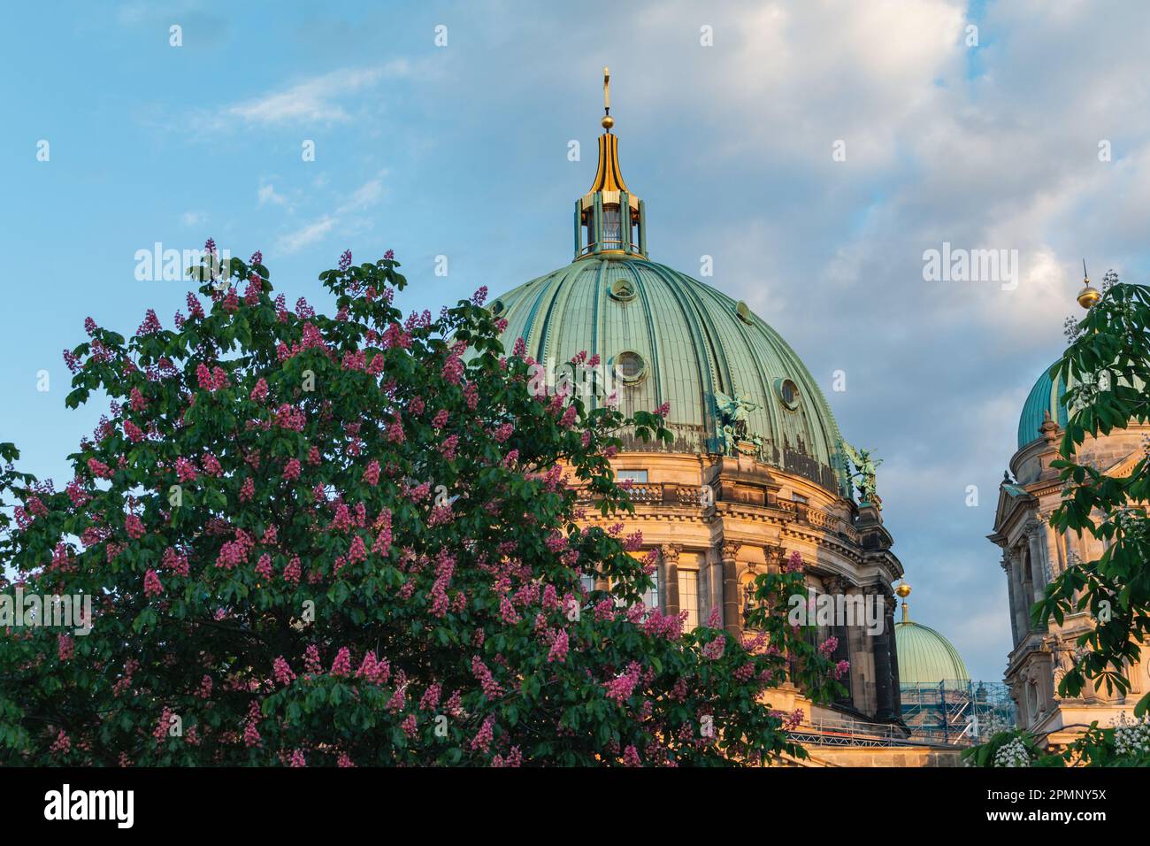 Berlin cathedral at golden hour with red horse chestnut tree in bloom ...