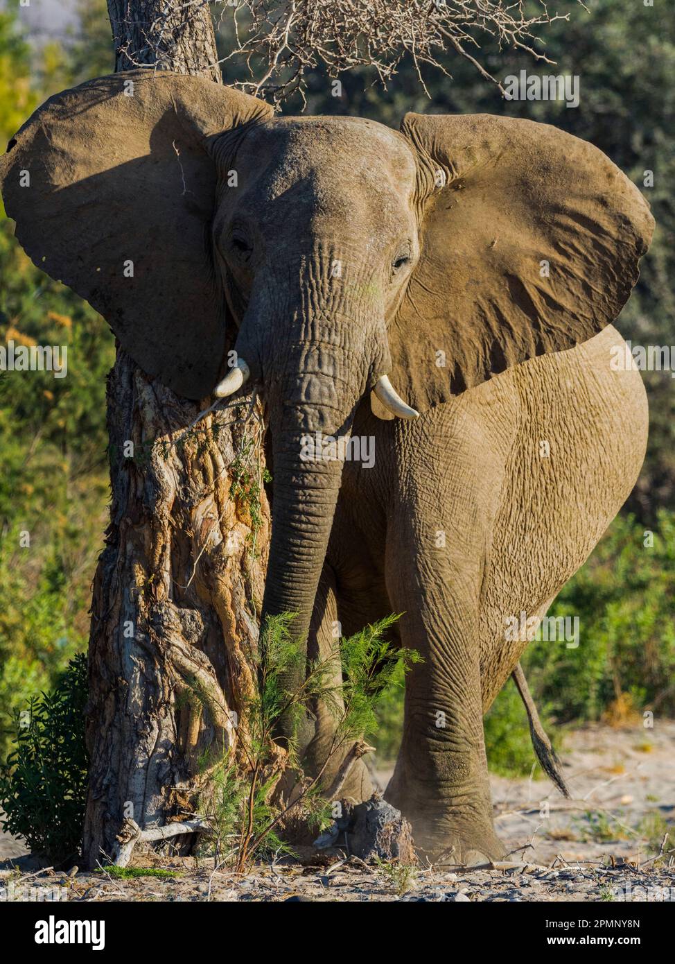 Tree trunk rubbing hi-res stock photography and images - Alamy