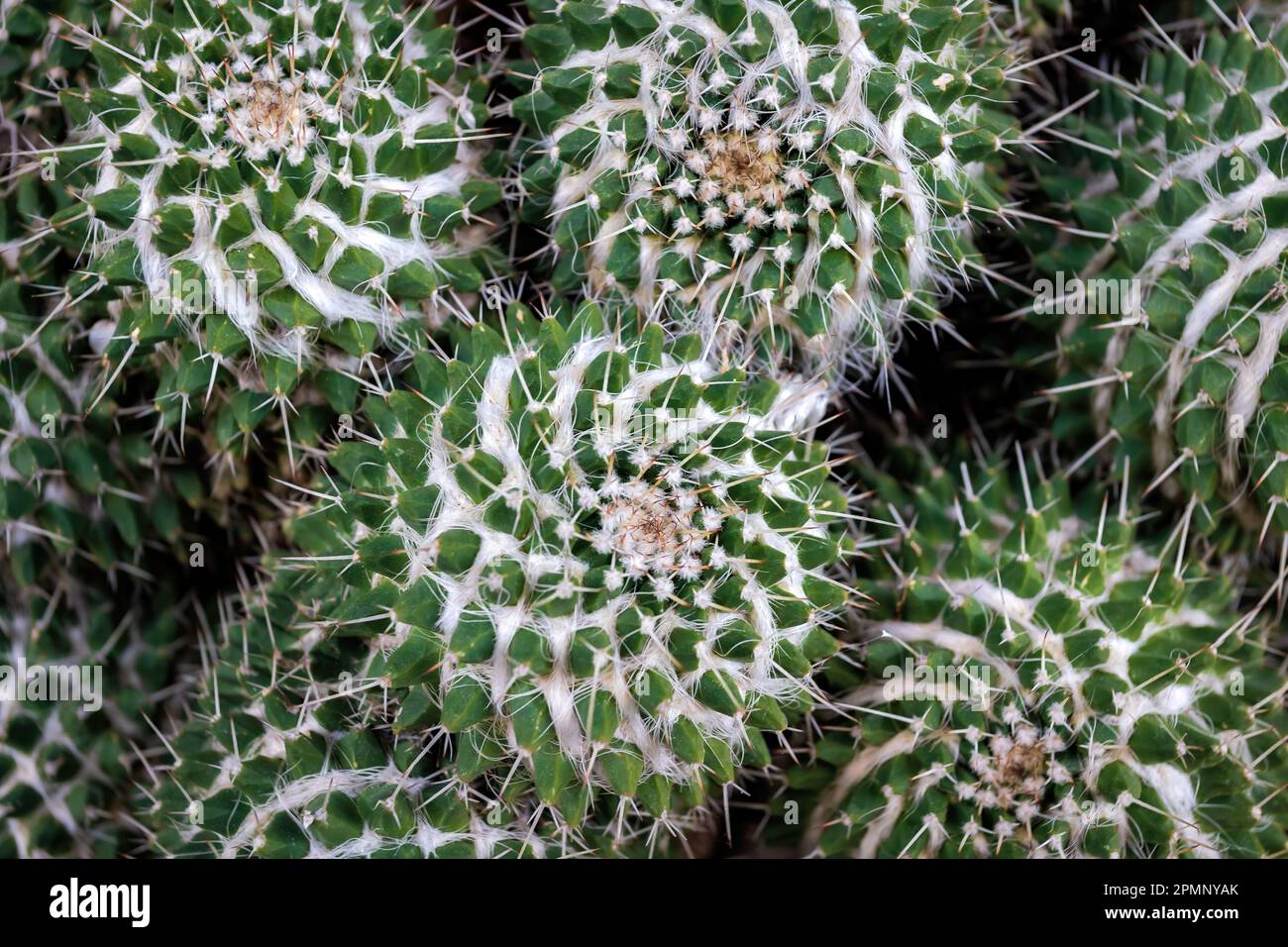 Mammillaria compressa, commonly called mother of hundreds, is a species ...