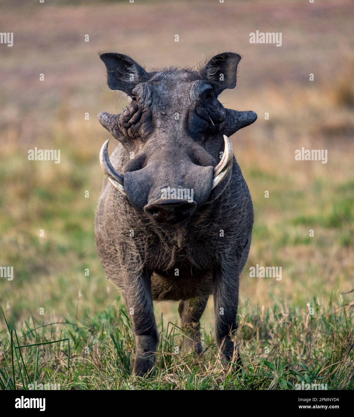 A male warthog, Phacochoerus africanus Stock Photo - Alamy