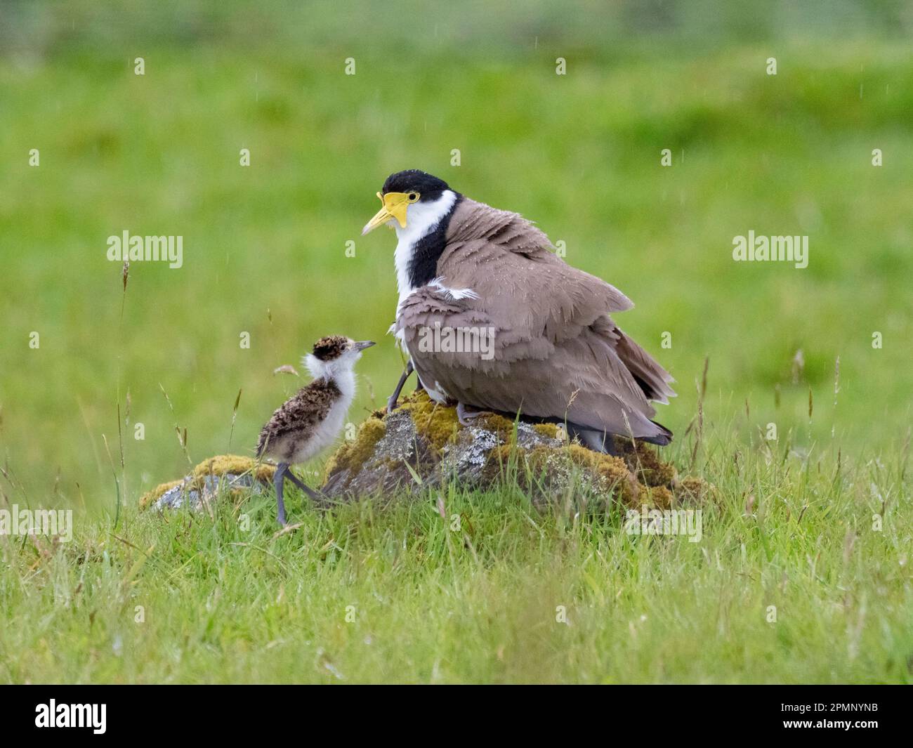 Adult Spur-winged plover (Vanellus miles) shelters the brood under its ...