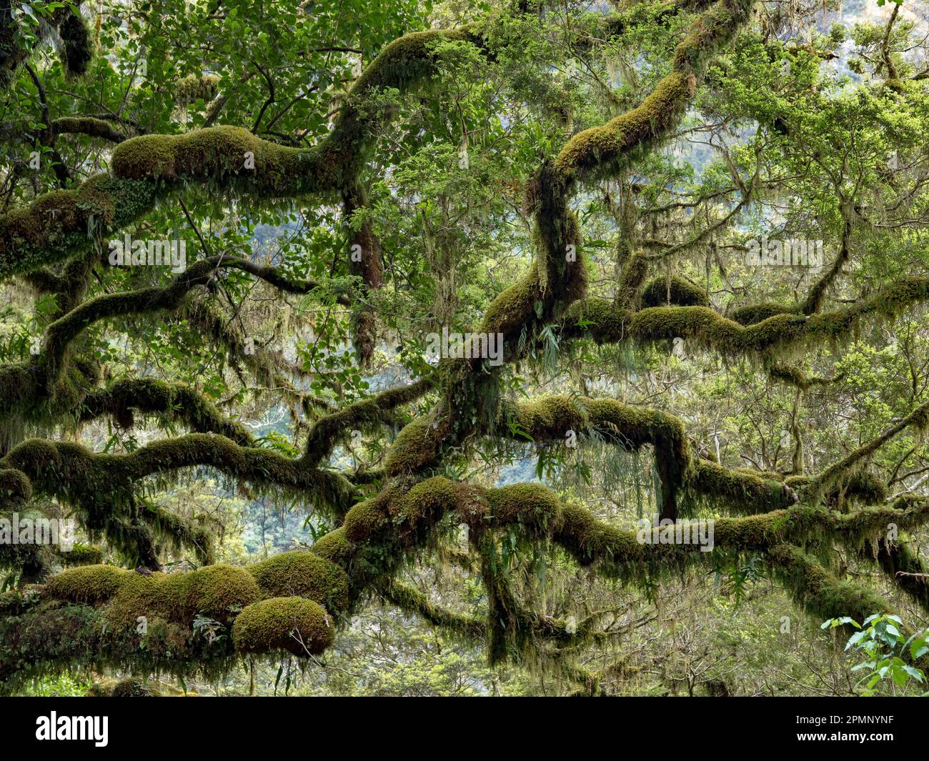 Detail view of a Red beech tree (Nothofagus fusca) densely covered with ...