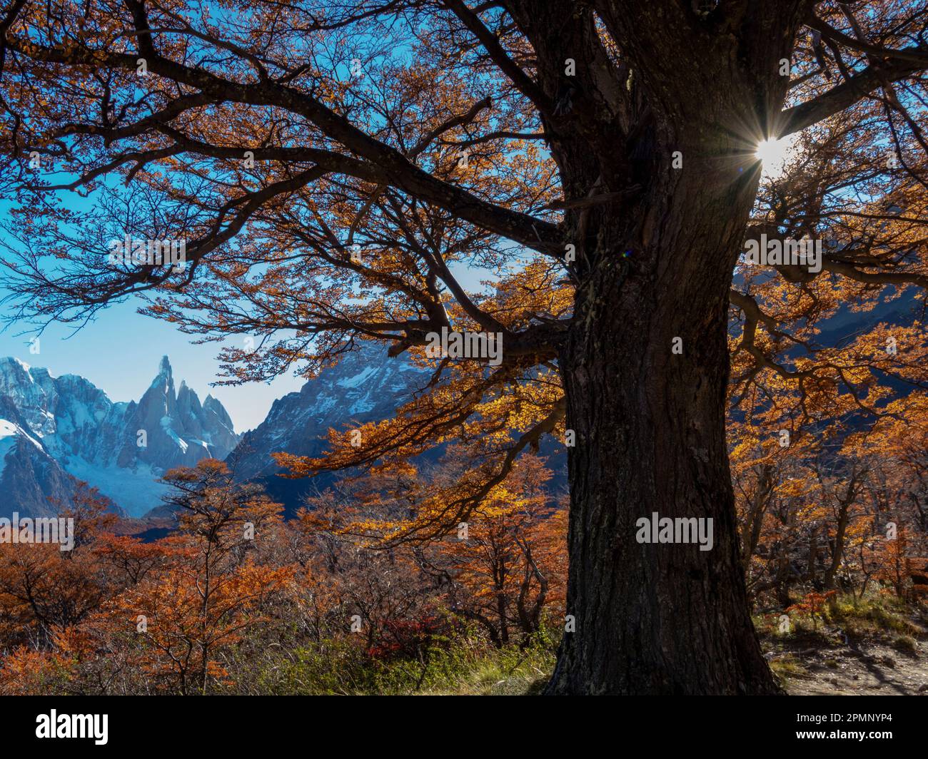 Views along the hiking trail to Laguna Torre peak with autumn colours ...