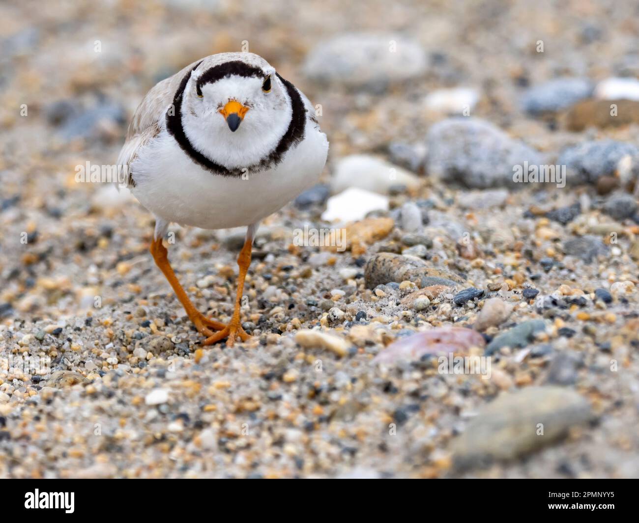 Piping Plover (Charadrius Melodus) walking on a pebble beach; Groton ...
