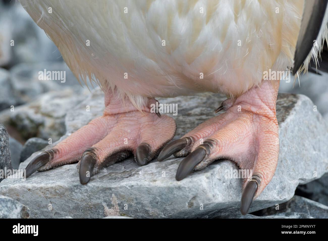 Strong feet hi-res stock photography and images - Alamy