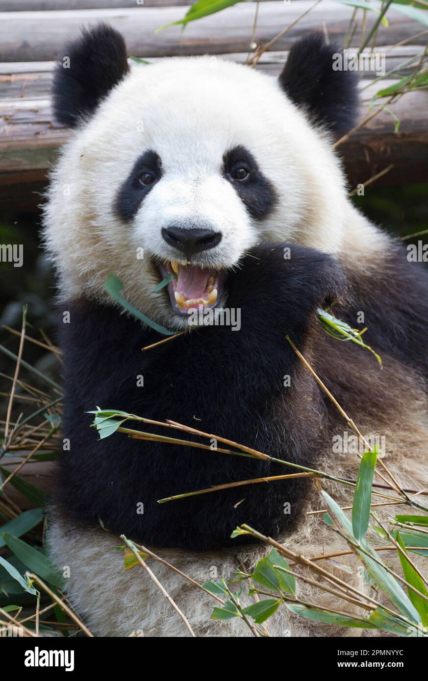 Giant panda (Ailuropoda melanoleuca) at the Panda Research Center ...
