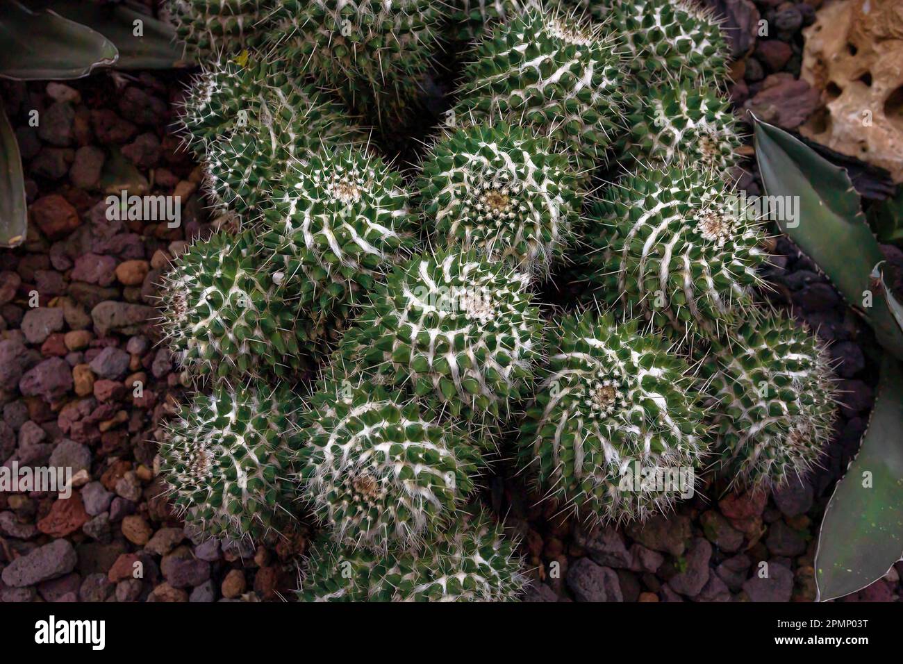 Mammillaria compressa, commonly called mother of hundreds, is a species ...