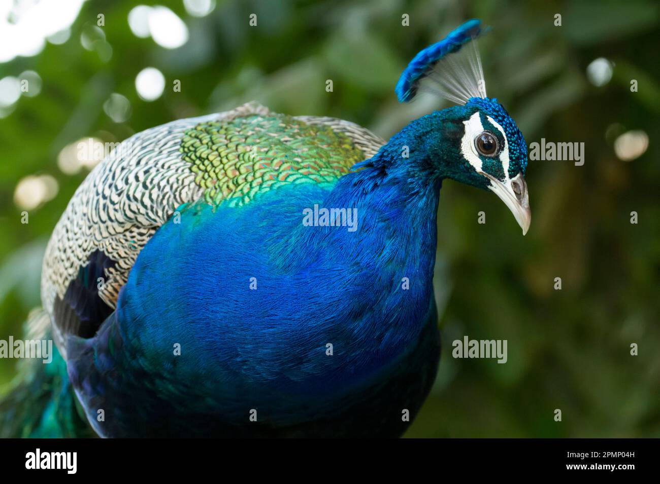 Close up peacock standing hi-res stock photography and images - Alamy