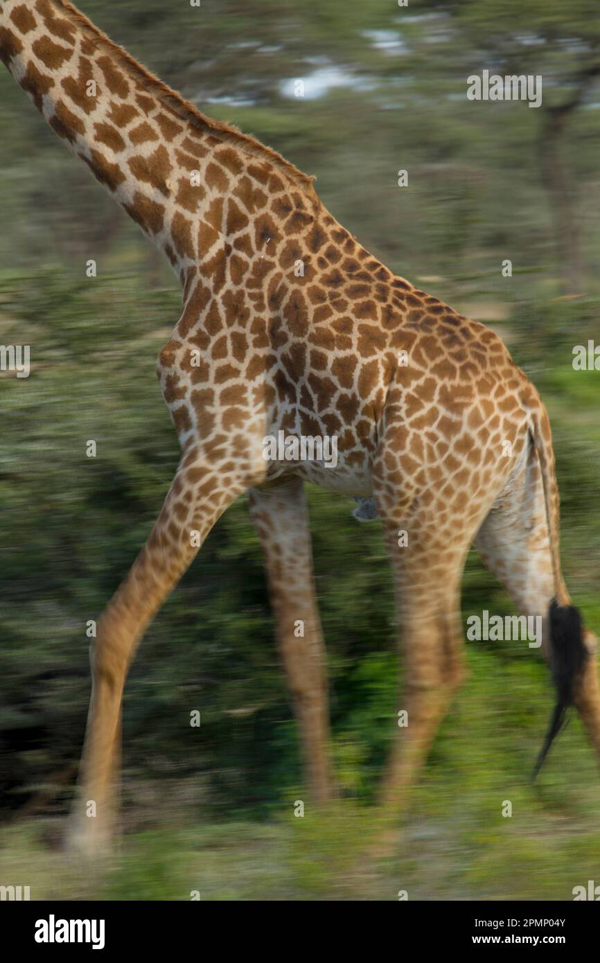 Reticulated Giraffe (Giraffa reticulata) runs across the grasslands in ...