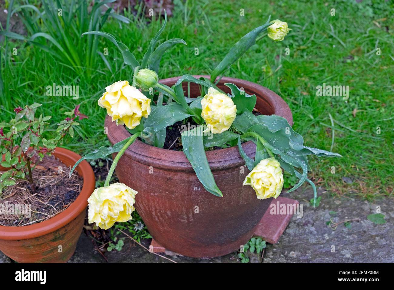 Parrot Tulips Drooping at Dylan Schmella blog