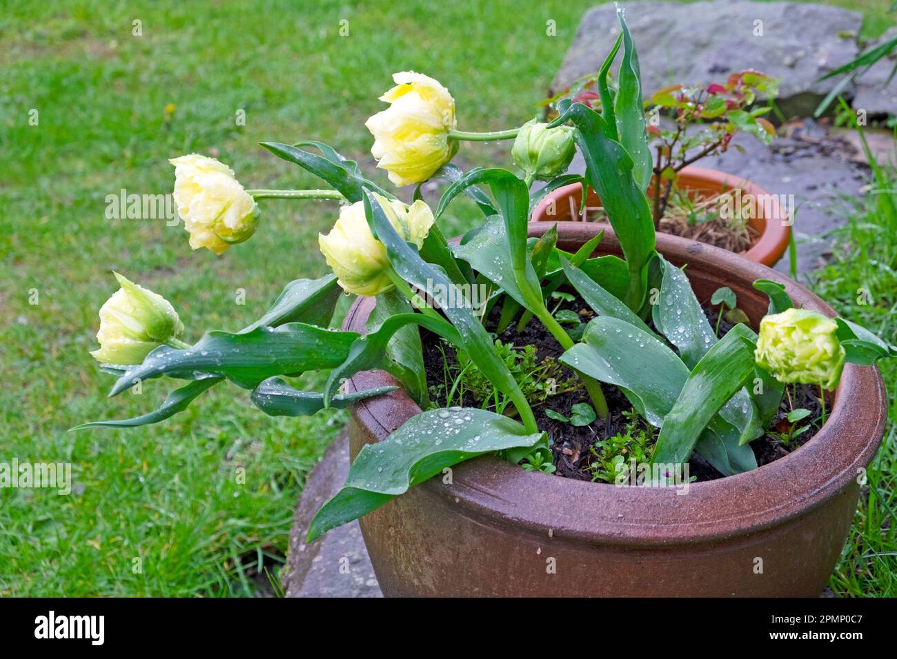 Rain wind in british garden hi-res stock photography and images - Alamy