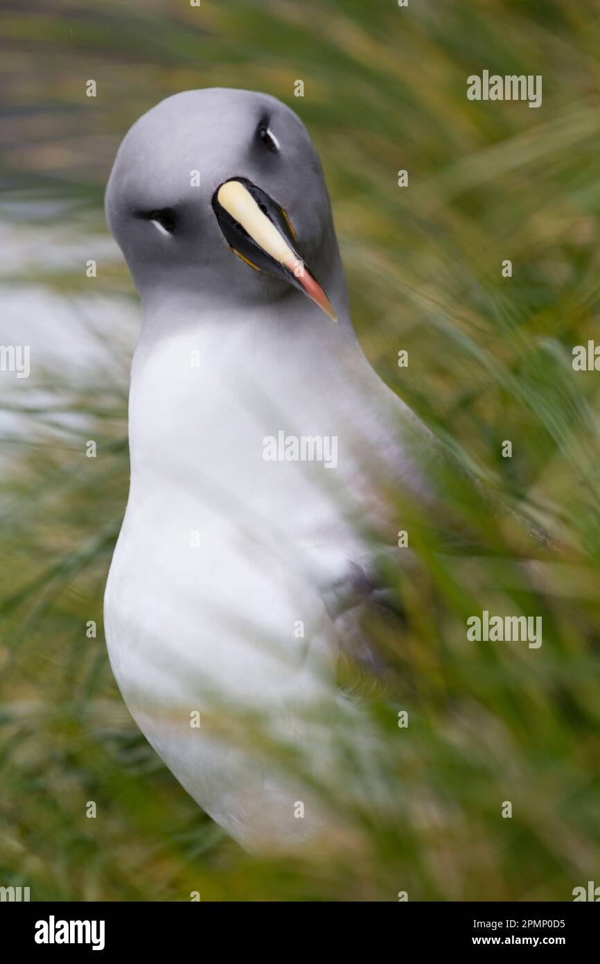 Mollymawk bay hi-res stock photography and images - Alamy