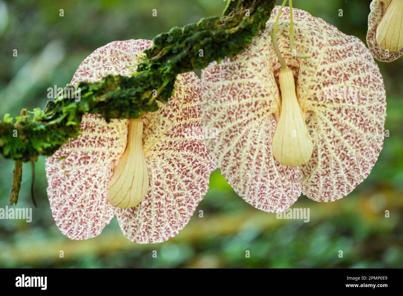 Dutchman's Pipe of Costa Rica or Pelican Flower (Aristolochia ...