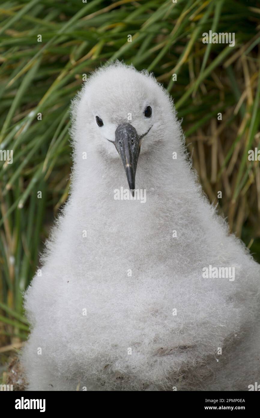 Grey-headed albatross chick (Diomedea chrysostoma) looks curiously at ...