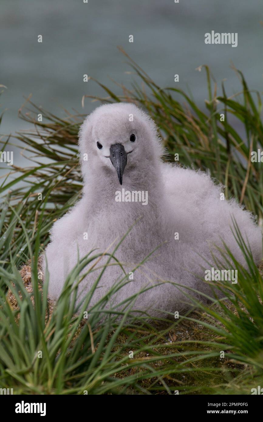 Grey-headed albatross chick (Diomedea chrysostoma) looks curiously at ...