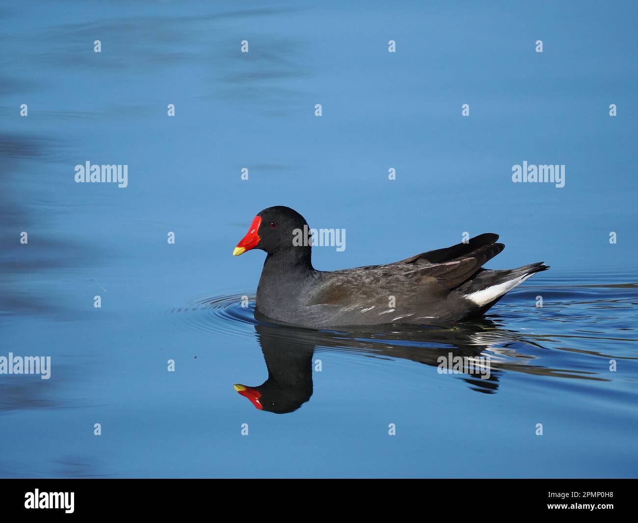 Any bird pre breeding needs to be in tip top condition to find a ...