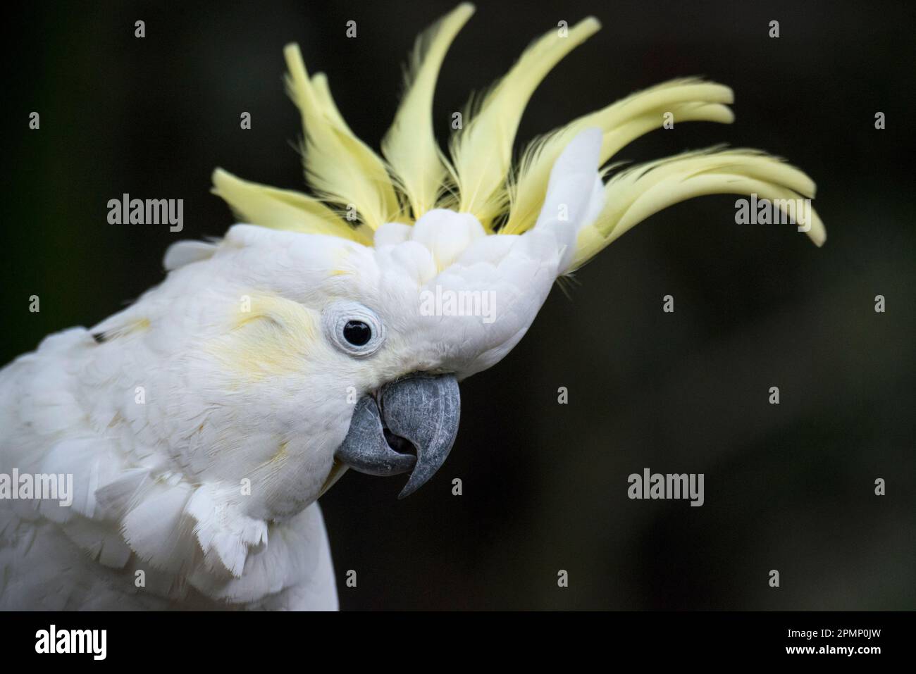 Sulphur crested cockatoos queensland hi-res stock photography and ...
