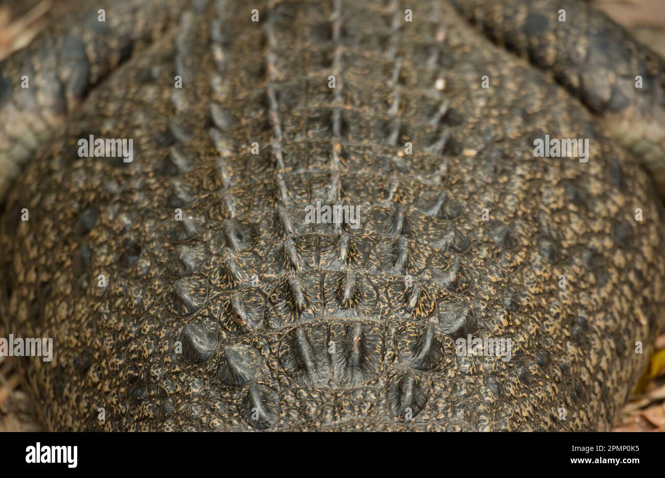 Close-up detail of the skin on the back of a crocodile at a Wildlife ...