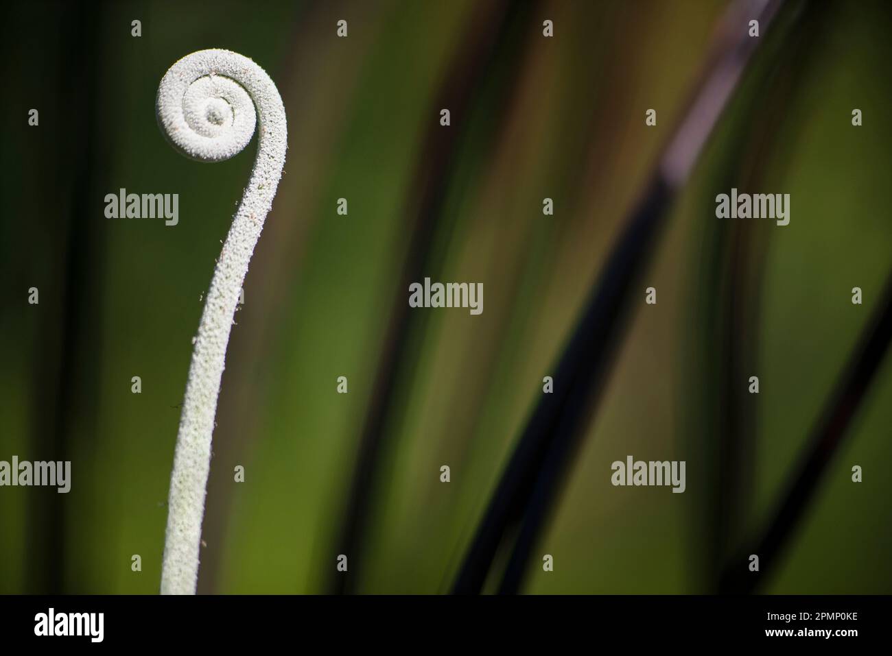 Fiddlehead fern frond unfurling; Costa Rica Stock Photo - Alamy