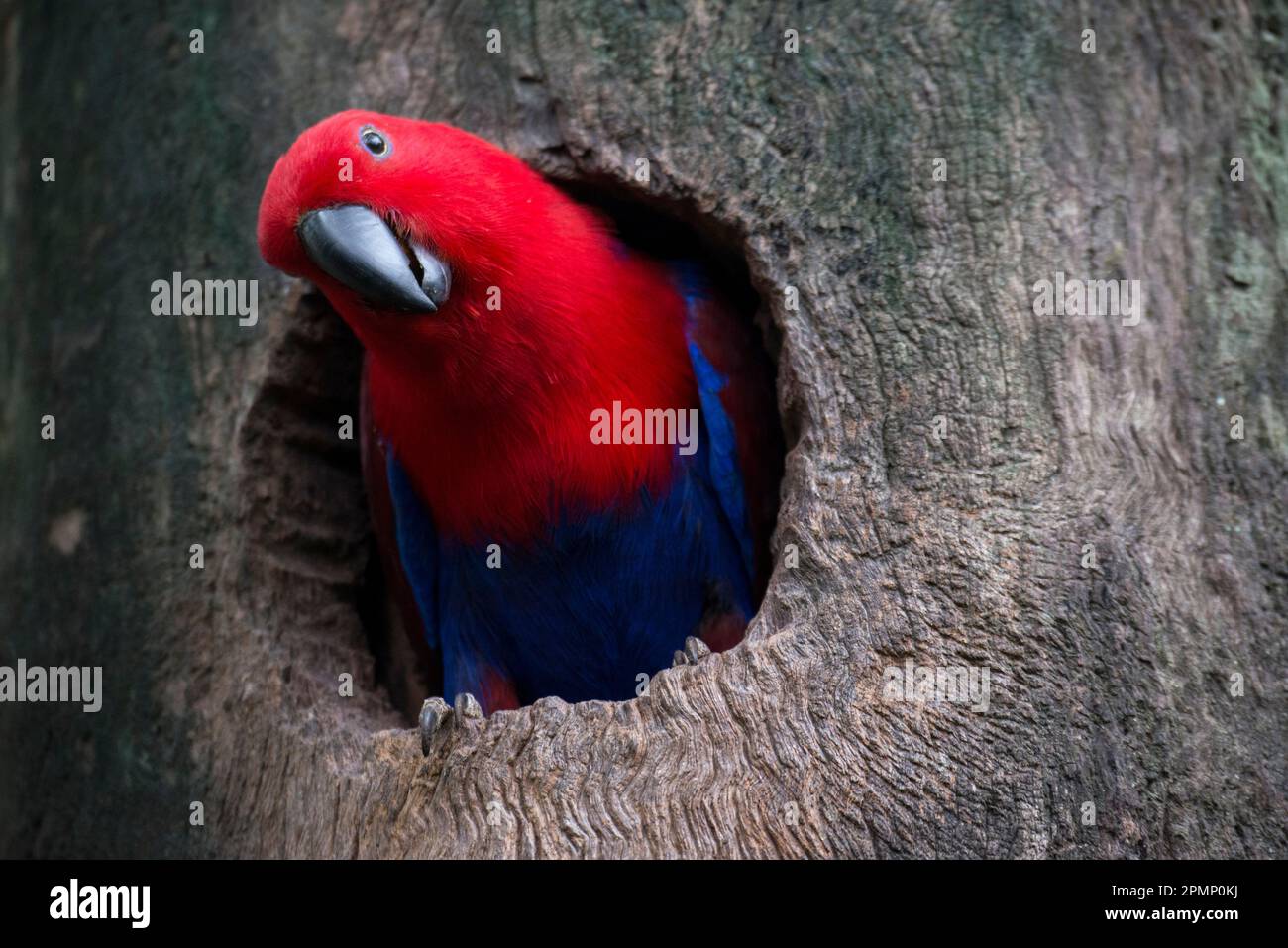 Female Eclectus Parrot (Eclectus roratus) in a tree nest; Queensland ...