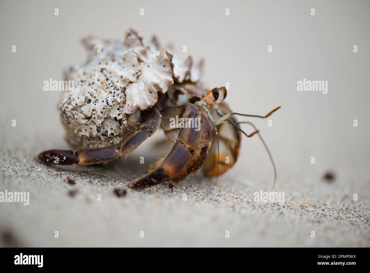 Hermit crab side view hi-res stock photography and images - Alamy