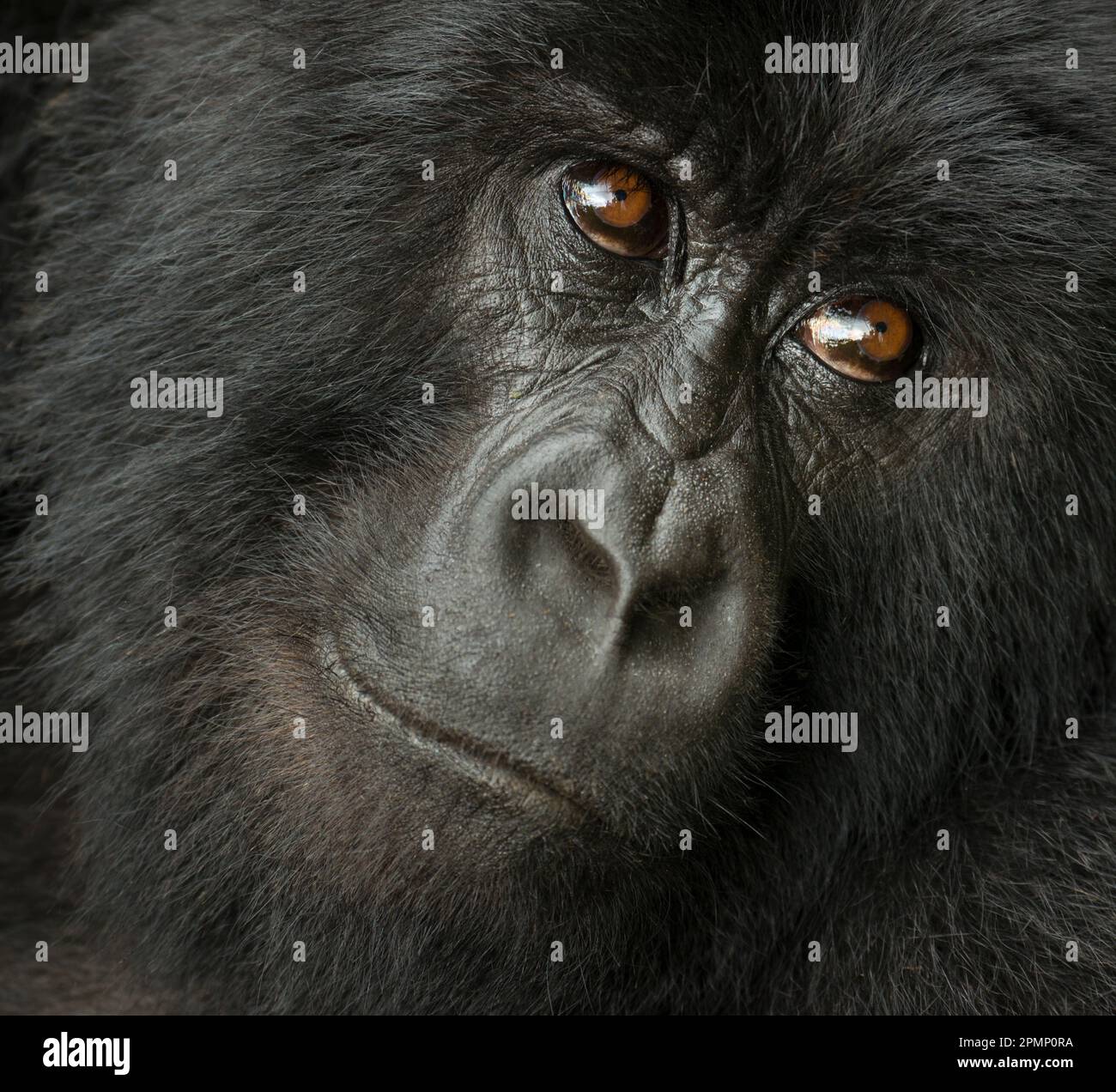 Portrait of a Mountain gorilla (Gorilla beringei beringei) from the Hirwa Group in Volcanoes ...