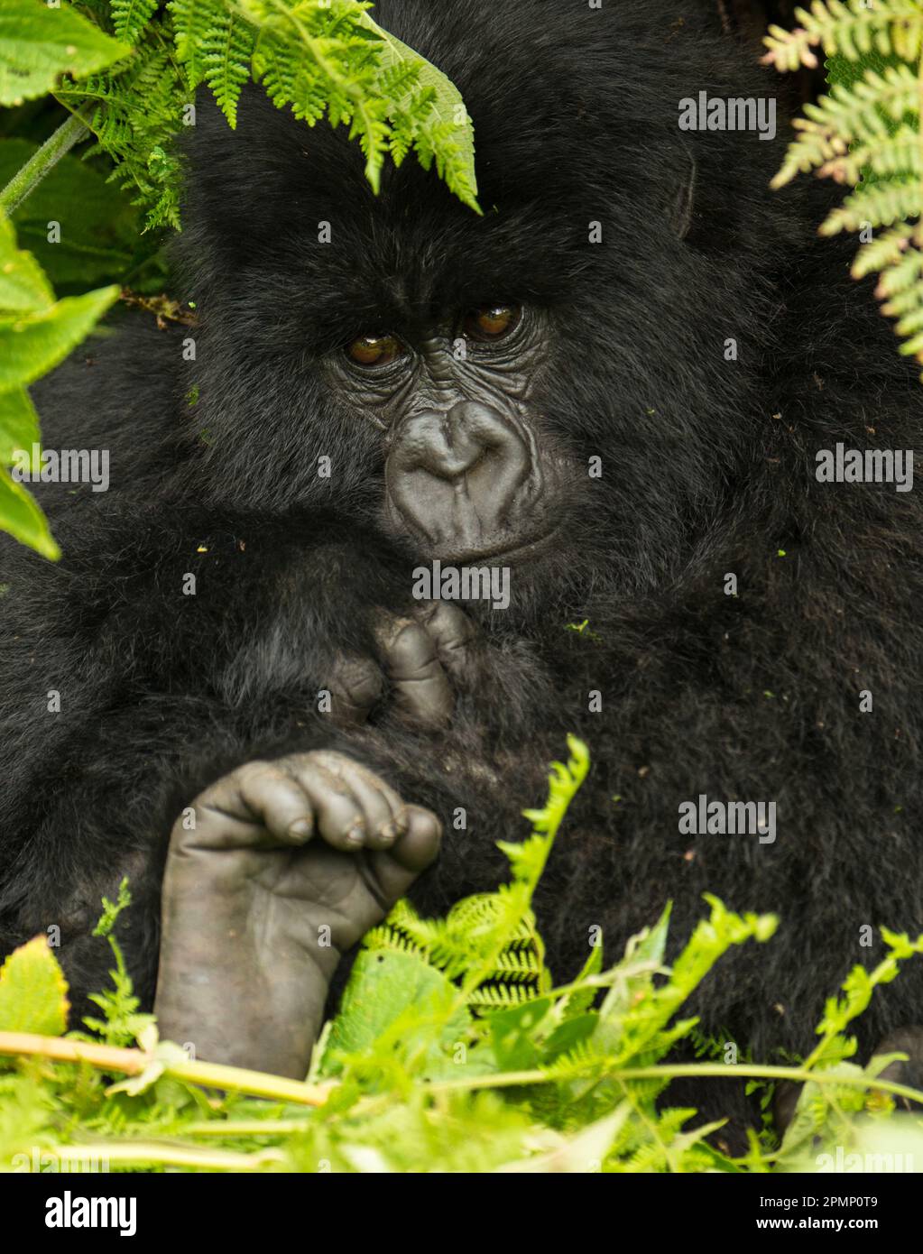 Portrait of a Mountain gorilla (Gorilla beringei beringei) from the Hirwa Group in Volcanoes ...