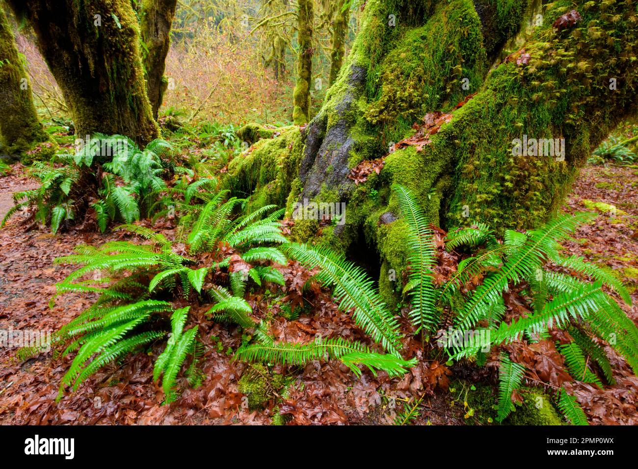 Ferns growing on forest floor hi-res stock photography and images - Alamy