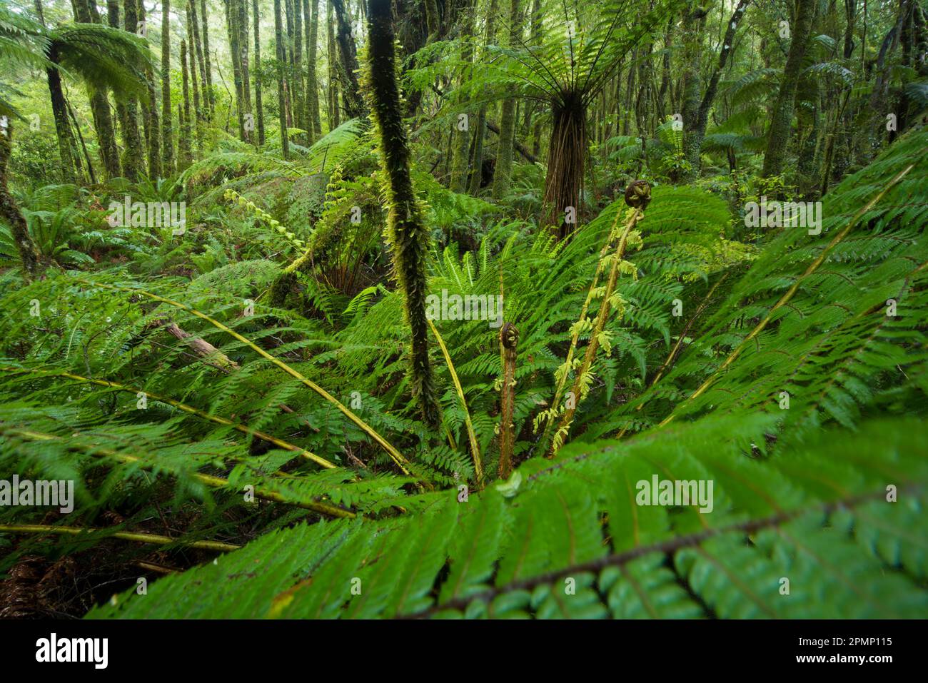 A silver tree fern, Ponga in Maouri, a species of medium-sized tree ...