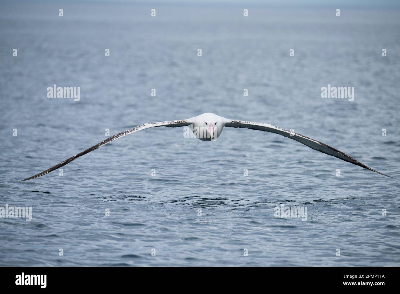 Wandering albatross (Diomedea exulans), also known as the Snowy ...