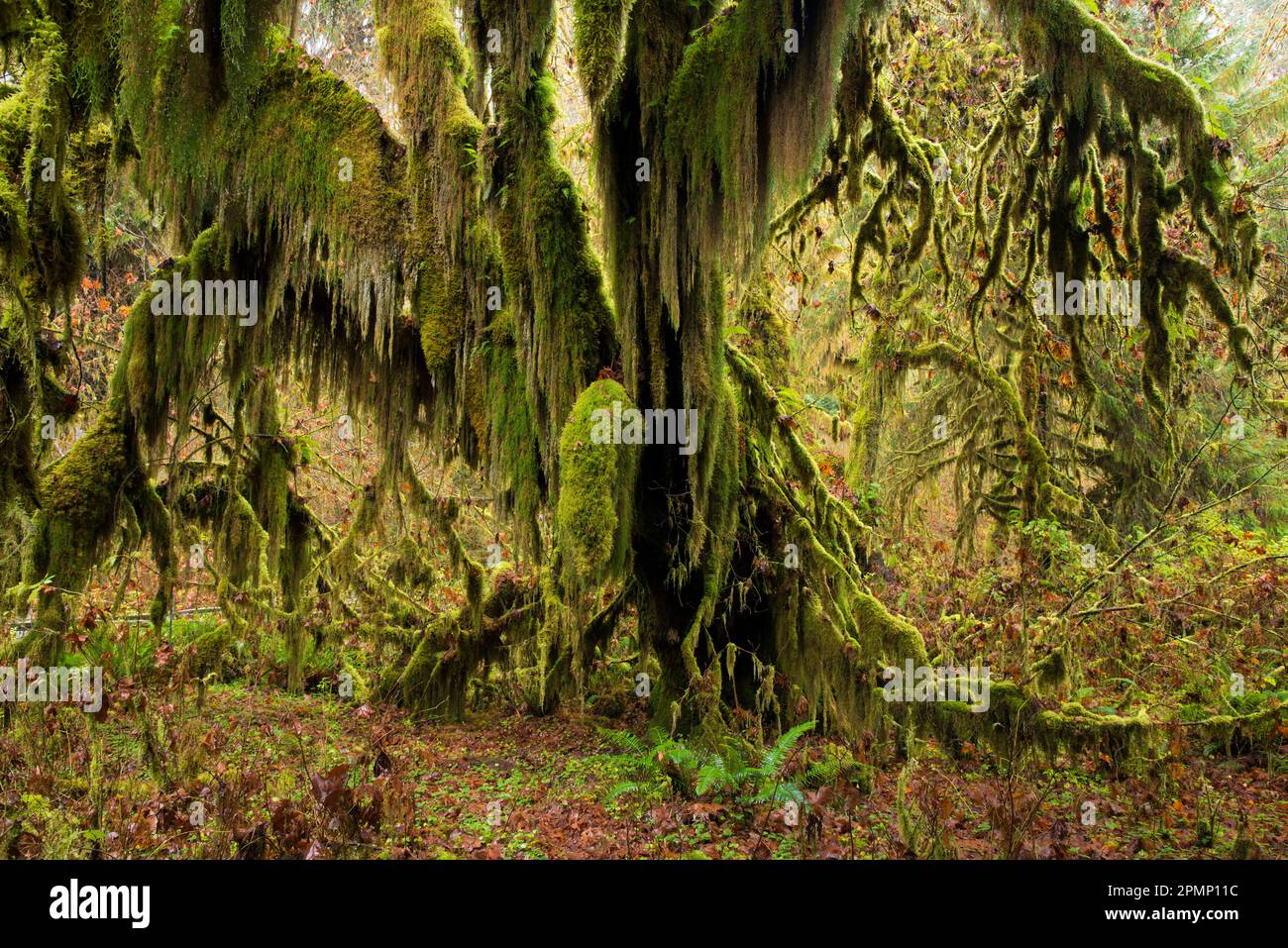 Bigleaf maple tree (Acer macrophyllum) covered with moss on the Hall of ...
