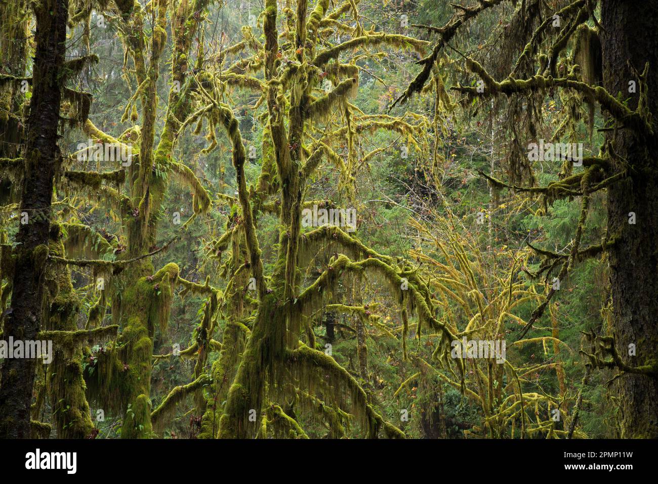 Moss-covered trees in the Hall of Mosses Trail in the Hoh Rainforest of ...