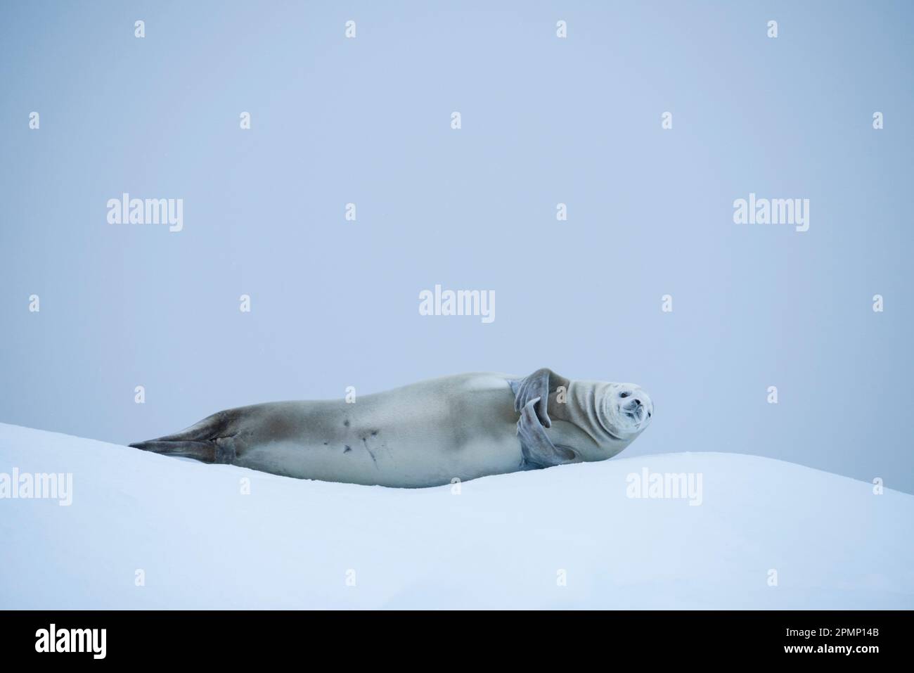 Crabeater seal (Lobodon carcinophaga) laying on the ice in Antarctica ...