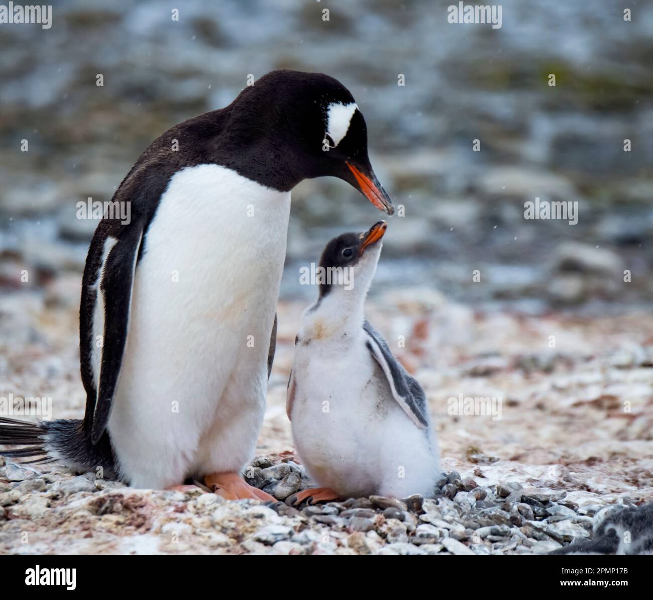 Chick antarctica hi-res stock photography and images - Alamy