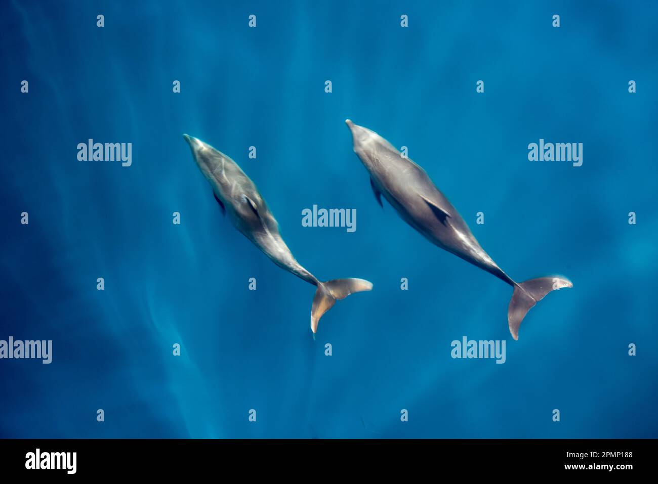 Two Bottlenose dolphins (Tursiops truncatus) bow riding; Baja California, Mexico Stock Photo - Alamy