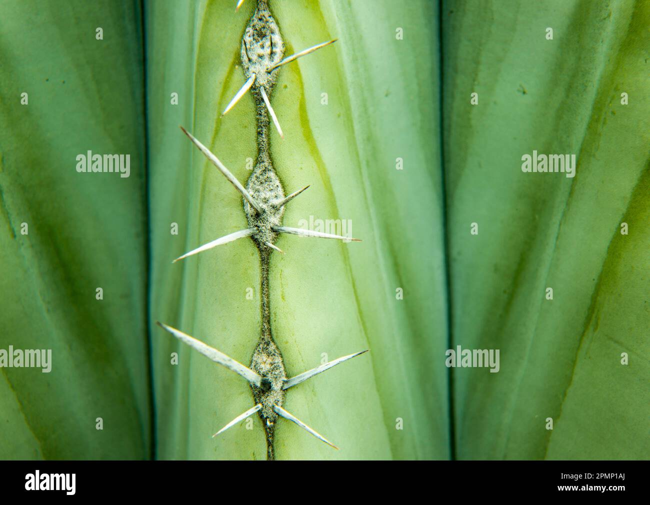 Tropical plants with thorns hi-res stock photography and images - Alamy