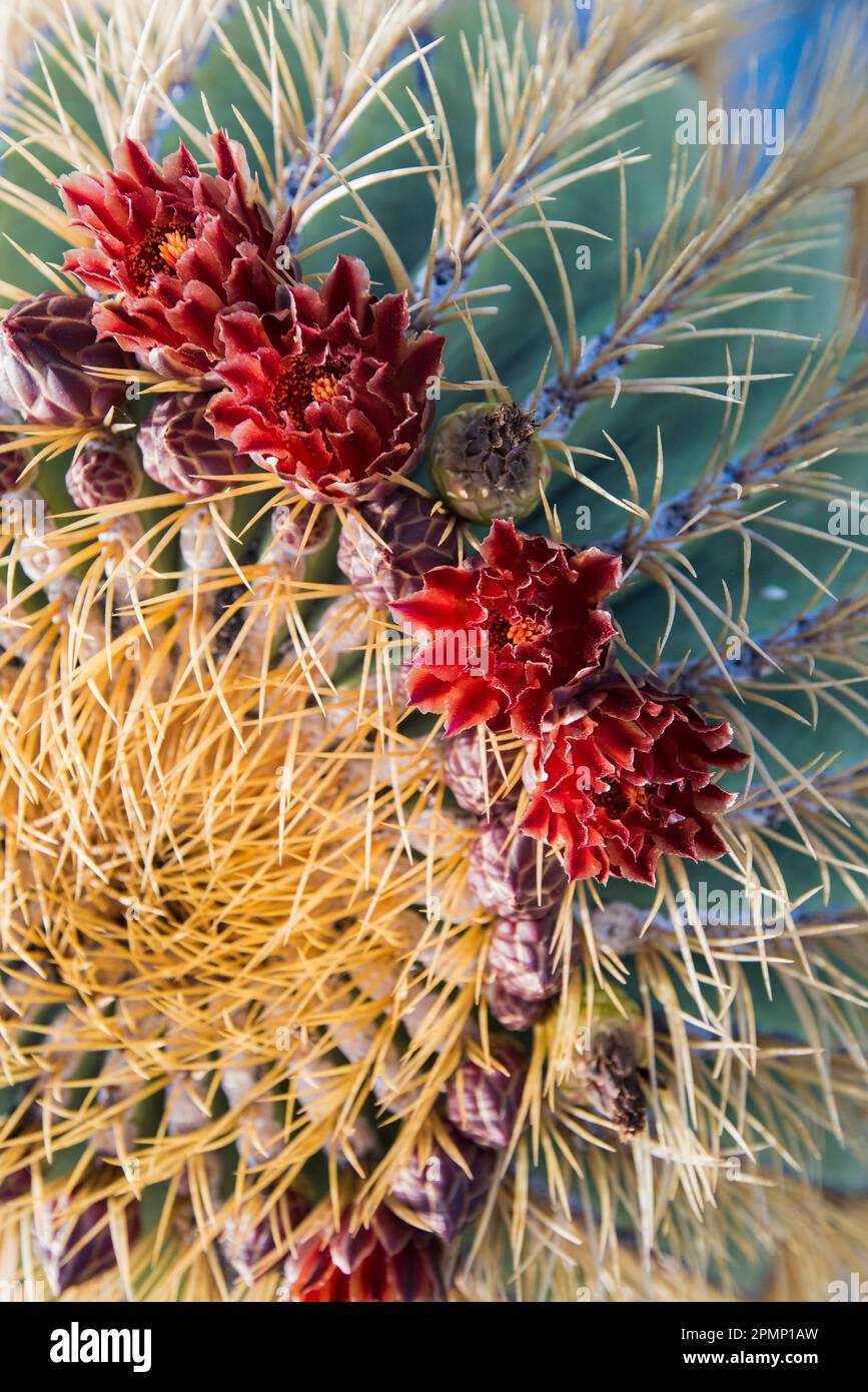 Baja mexico flowers hi-res stock photography and images - Alamy