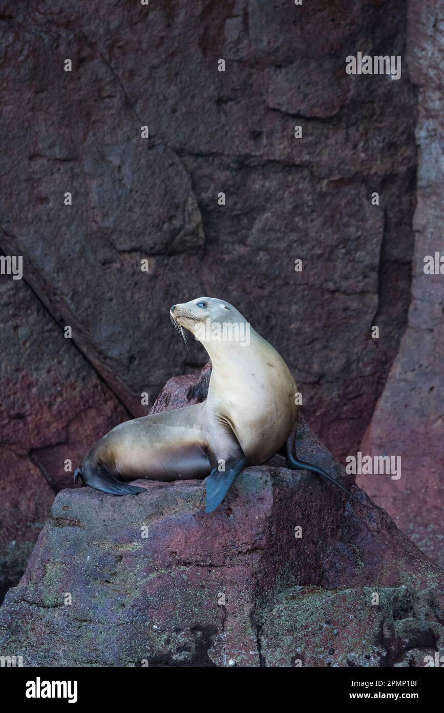 A sea lion at basking on a rock on Isla Los Islotes Stock Photo - Alamy
