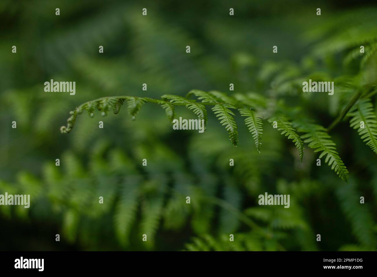 Fern in the summer in the forest hi-res stock photography and images ...