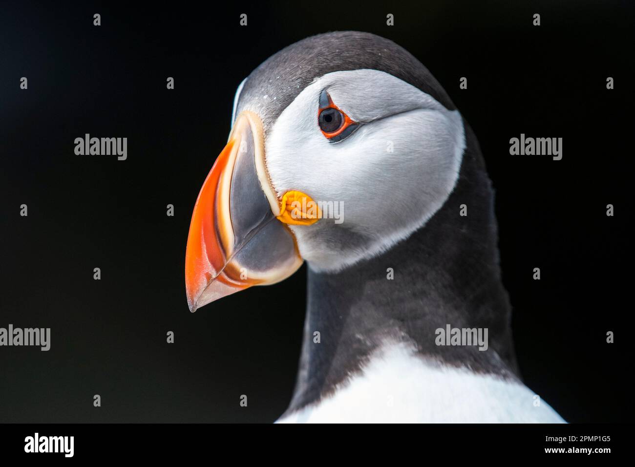 Portrait of an Atlantic, or Common Puffin, against a black background ...