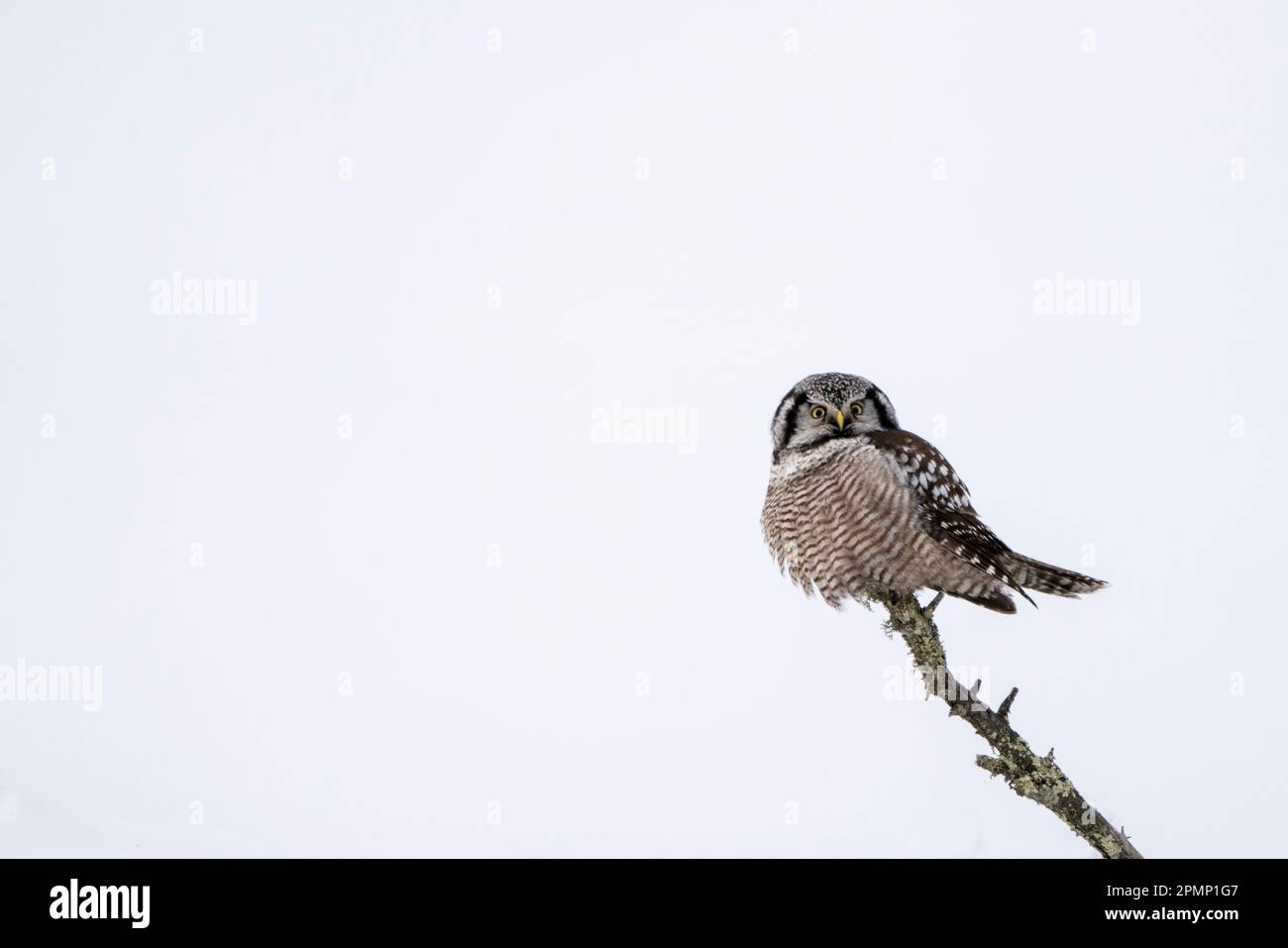 Northern Hawk Owl (Surnia ulula) in the winter cold sitting on a branch ...