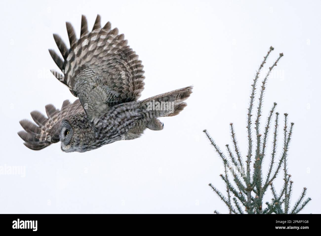 Great Gray Owl (Strix nebulosa) in flight; Minnesota, United States of ...