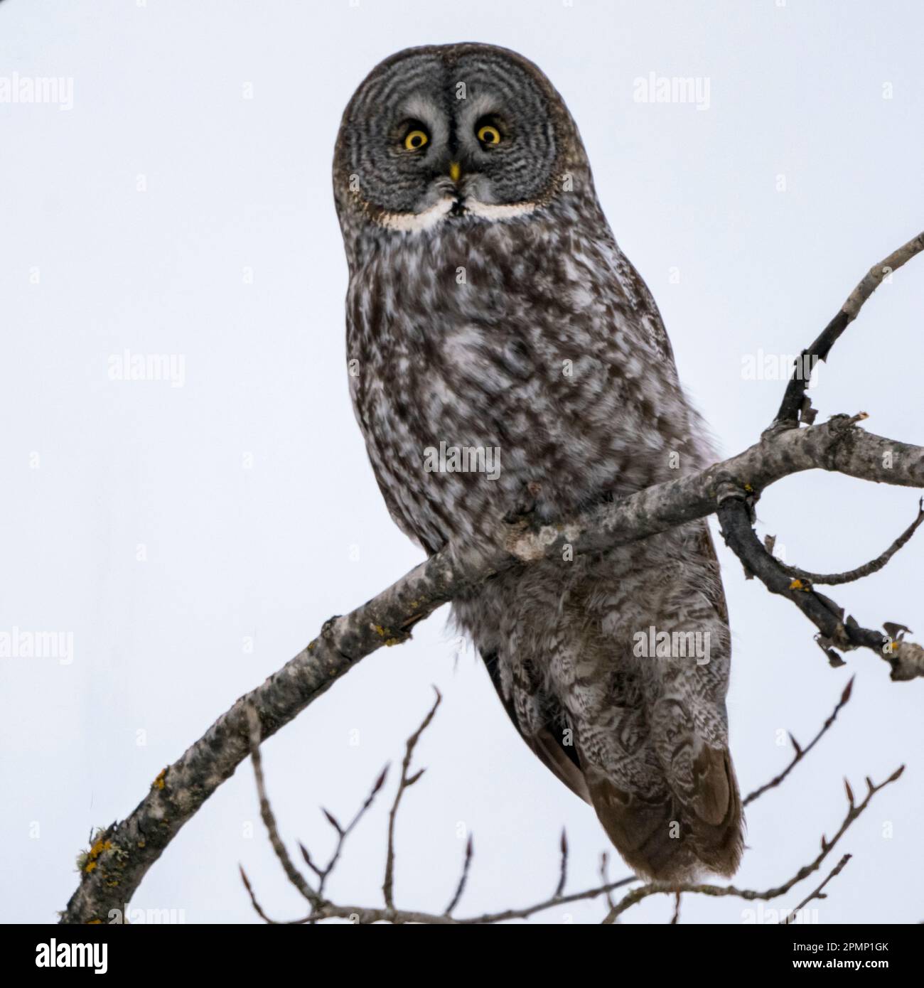 Great Gray Ow, strix nebulosa, sitting on a tree branch Stock Photo - Alamy